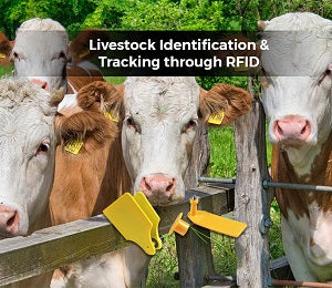 Livestock Identification & Tracking through RFID – SRK Innovation